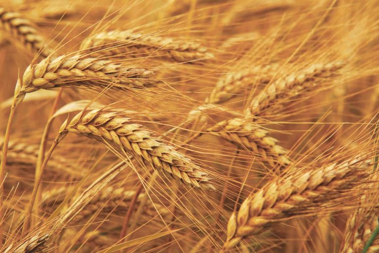 Paterson Portal – Paterson Grain